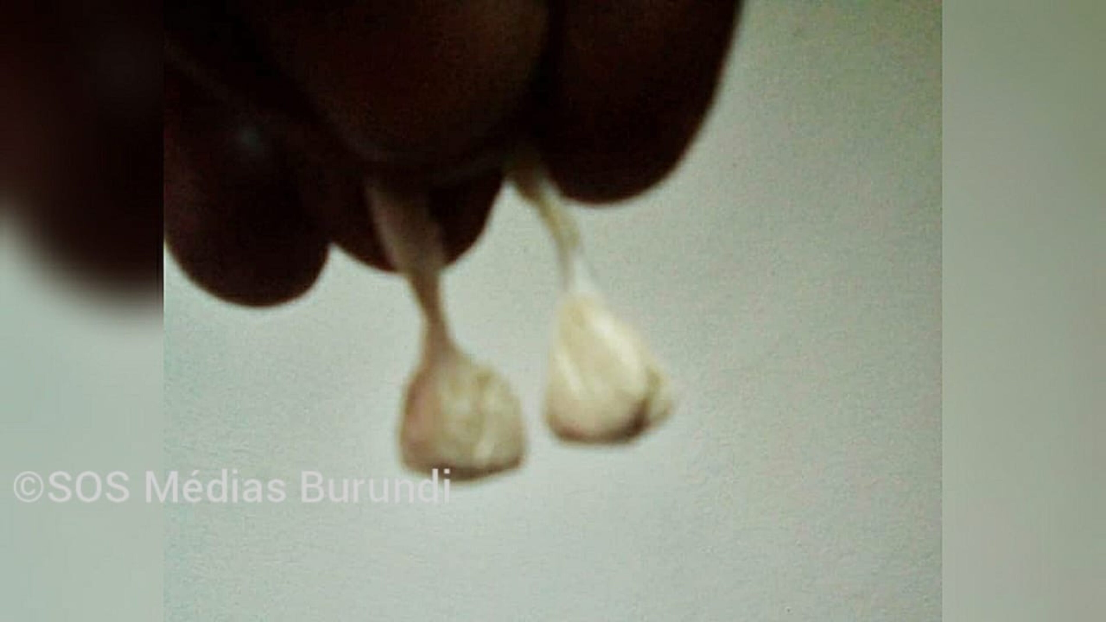 Bujumbura : drugs wreak havoc among young people in Musaga and Kanyosha ...